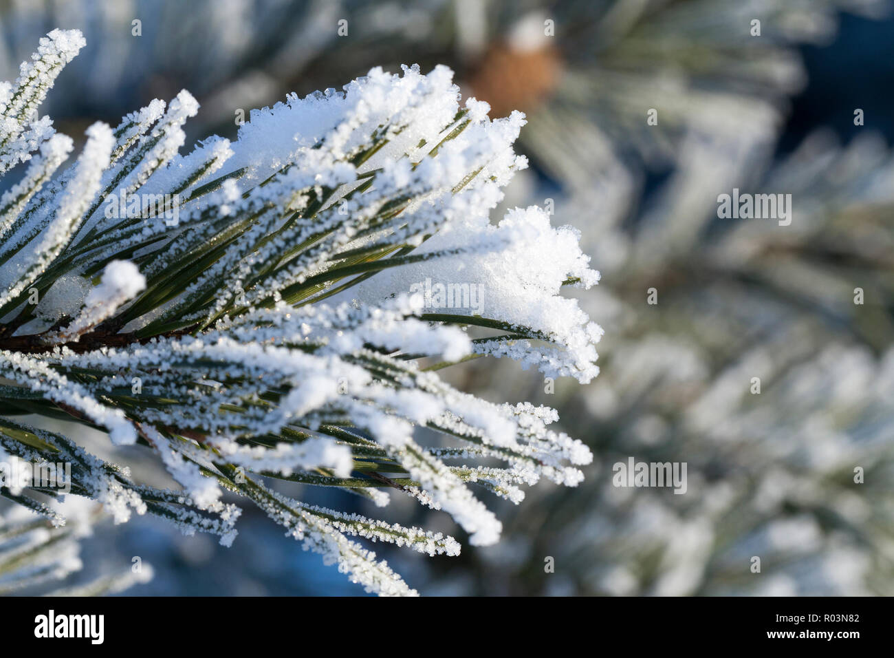 frost on pine needles after a night frost , Closeup photo Stock Photo ...