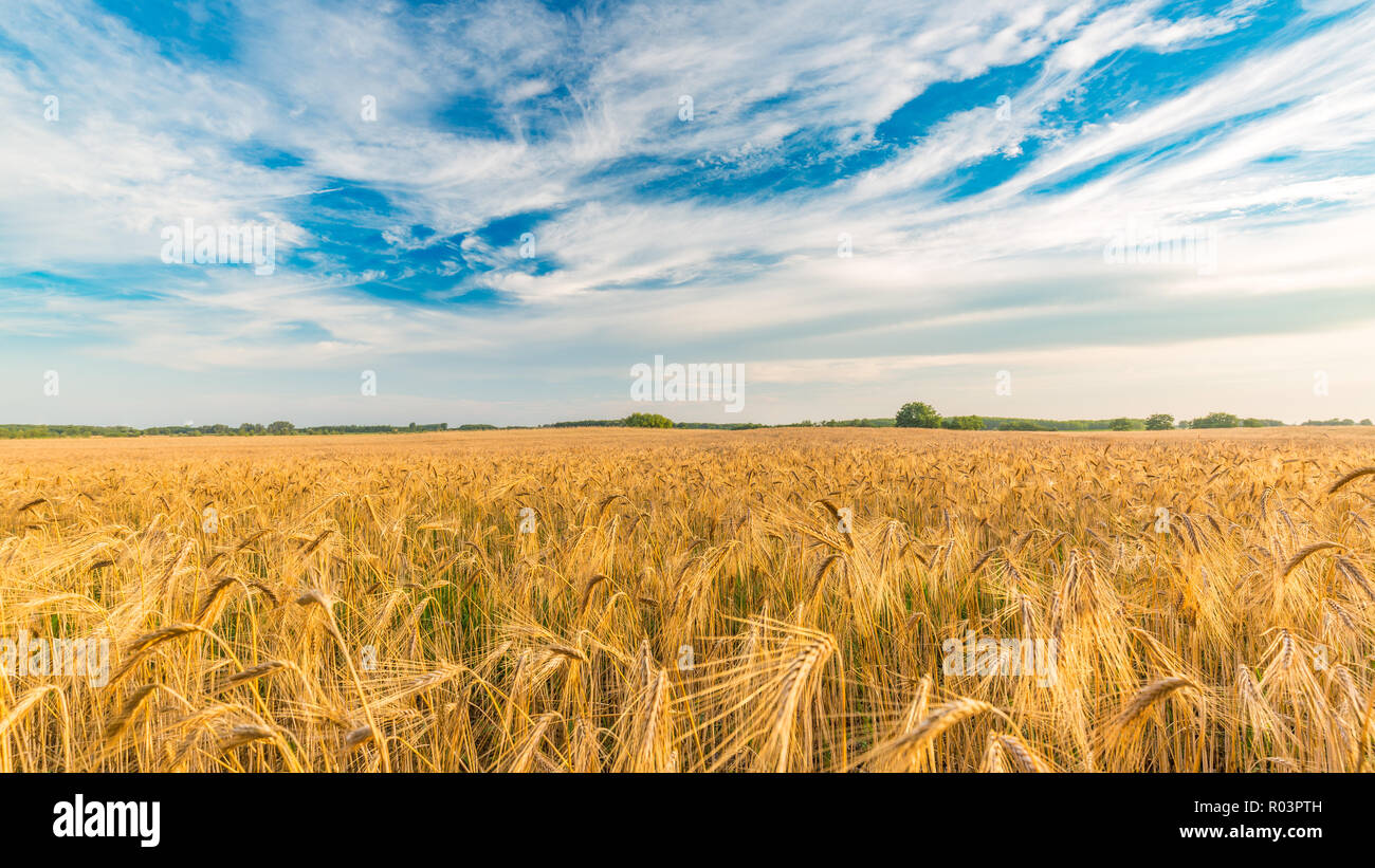 Wheat field. Ears of golden wheat close up. Beautiful Nature Sunset ...