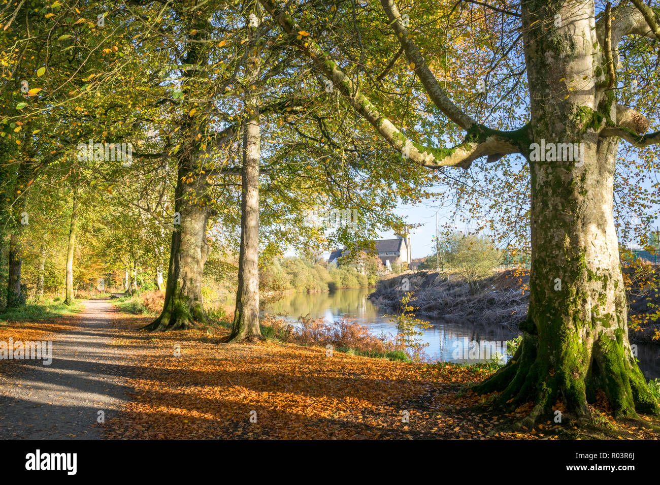 This is a path along a river . The trees that line the path are inull ...