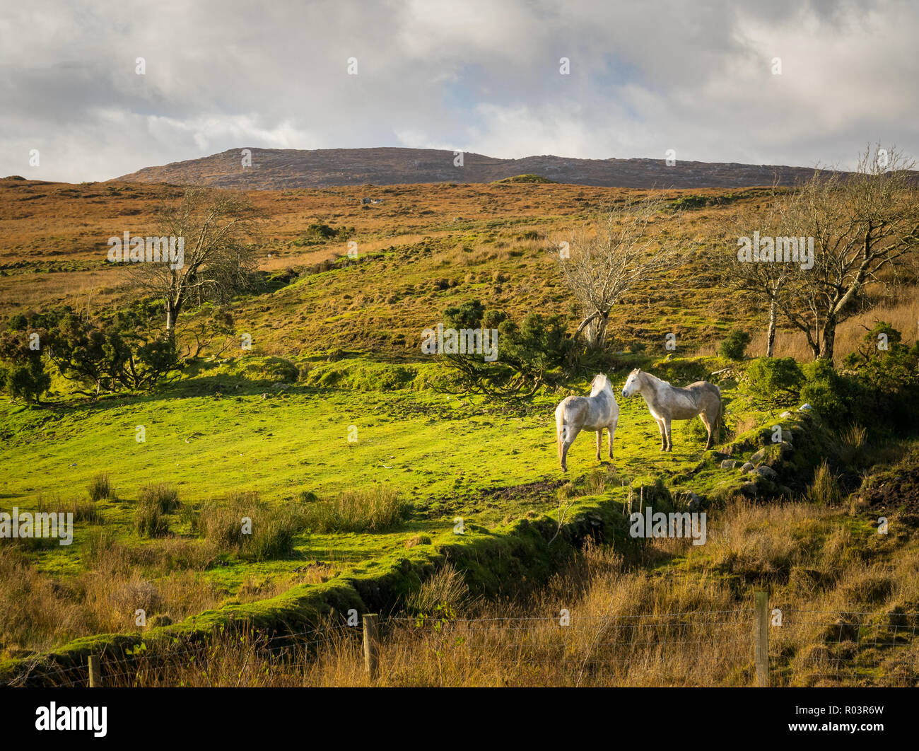 This is a picture of two horses in a remote mountain field in Donegal ...