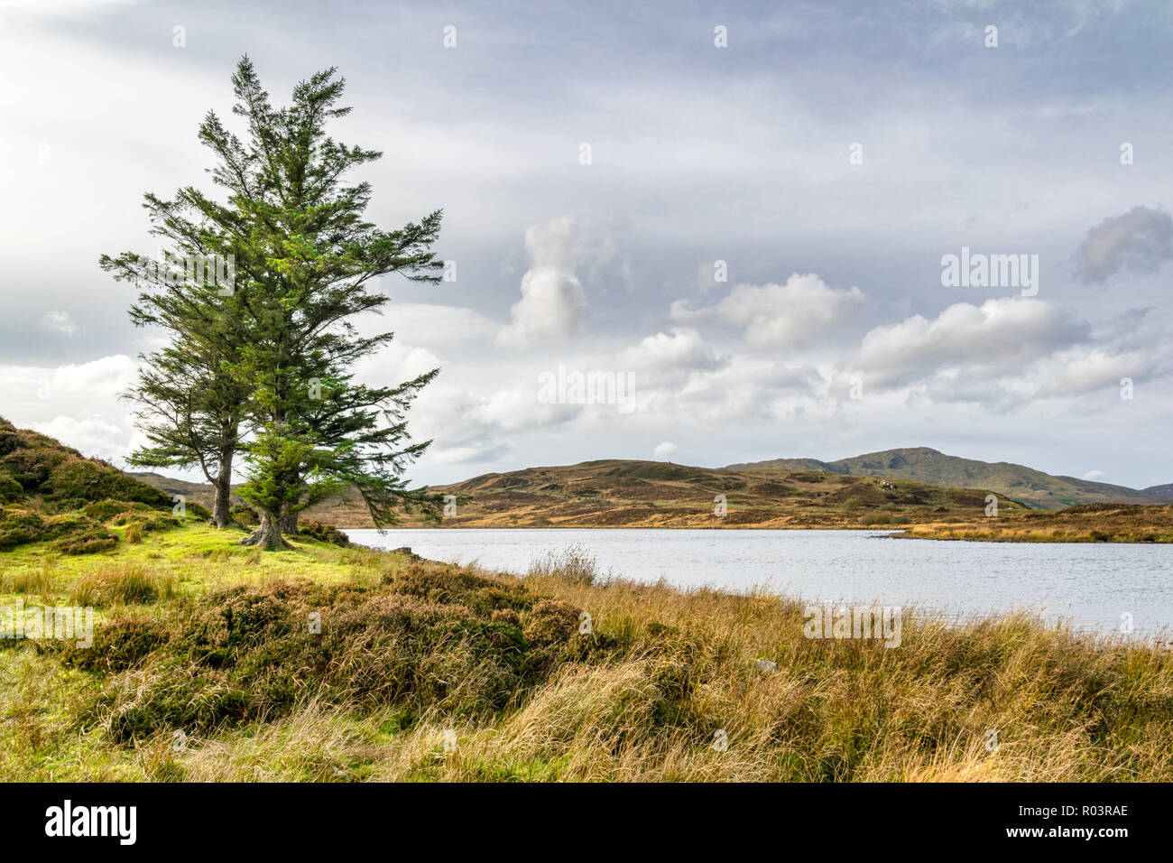 This picture was taken on a small mountain island lake. There is only ...