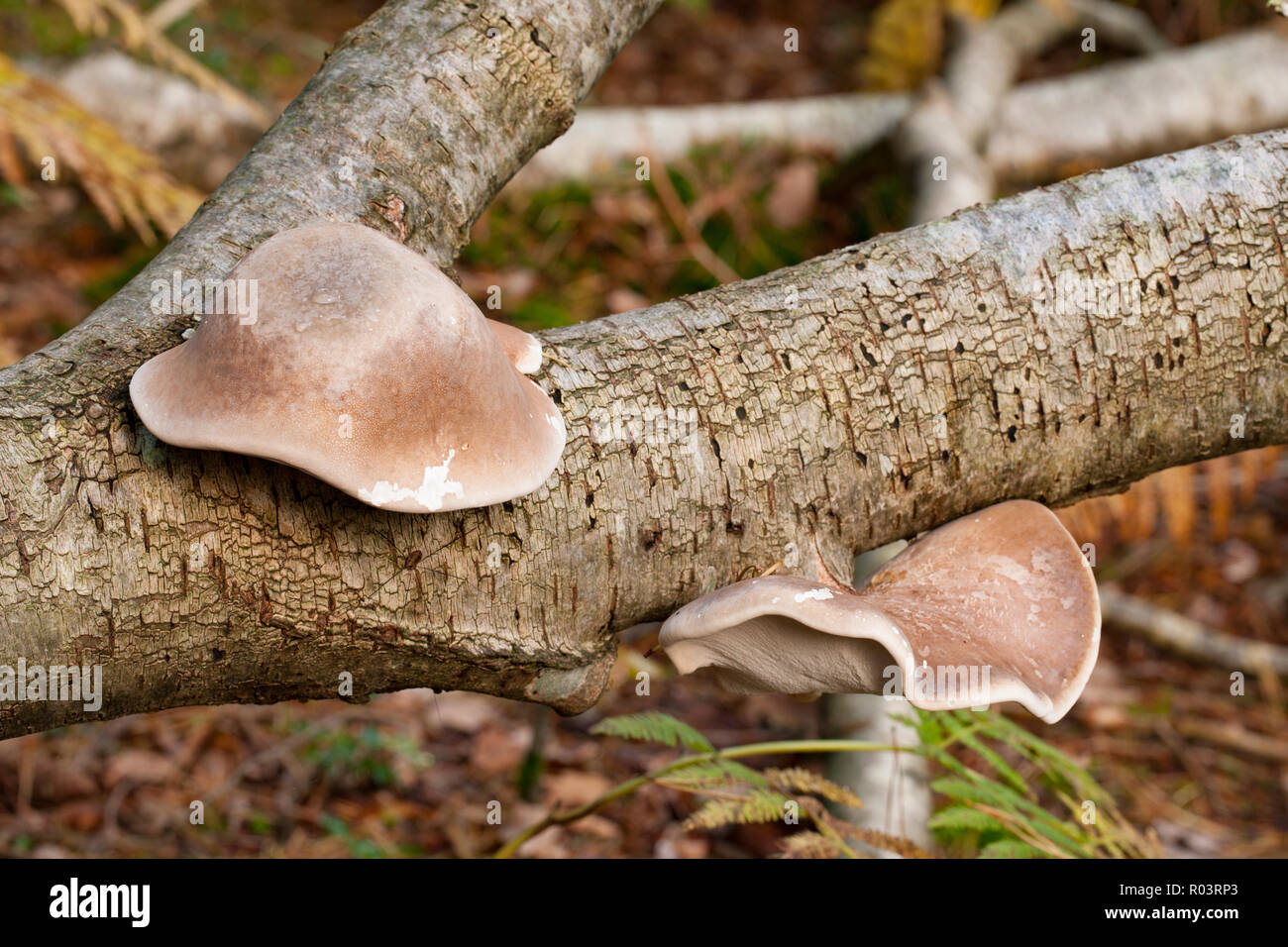Polypore fungi hi-res stock photography and images - Alamy