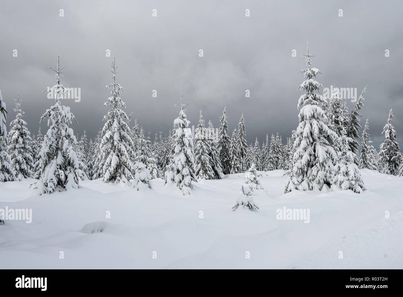 Christmas background with snowy fir trees. Amazing winter landscape ...