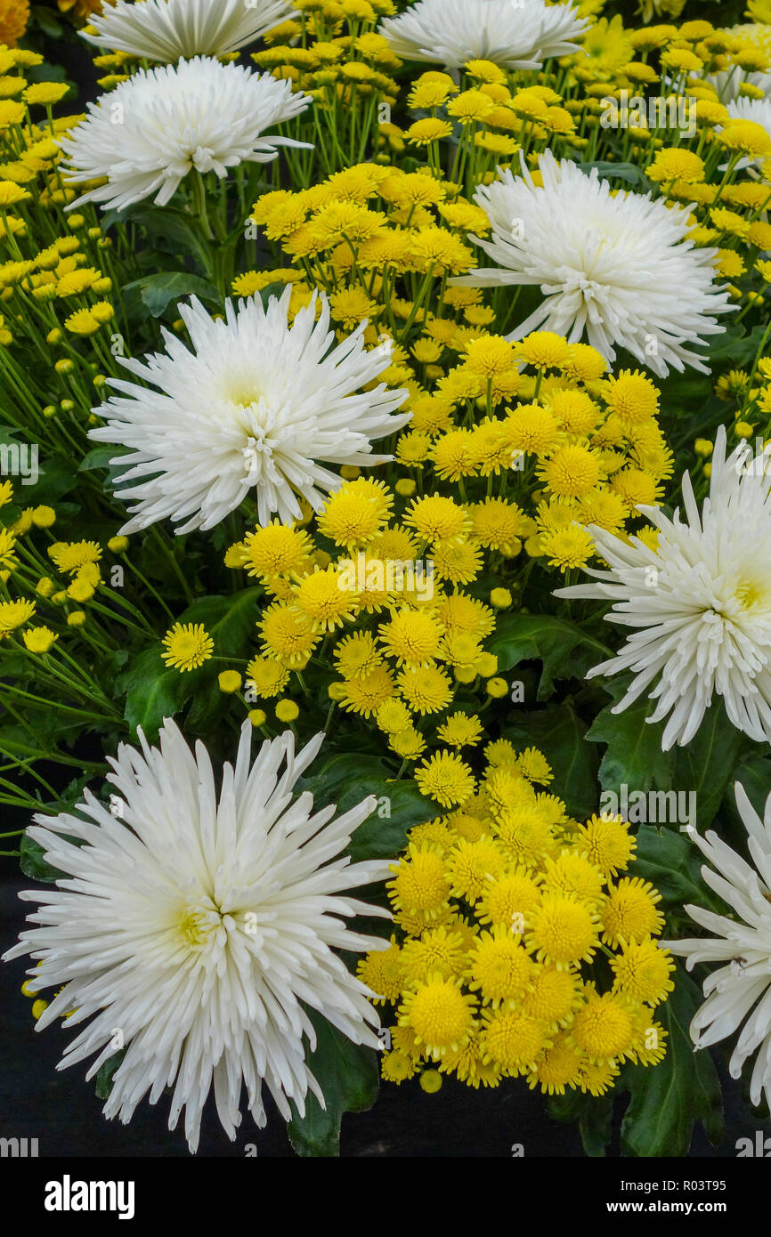 Chrysanthemum delistar hi-res stock photography and images - Alamy