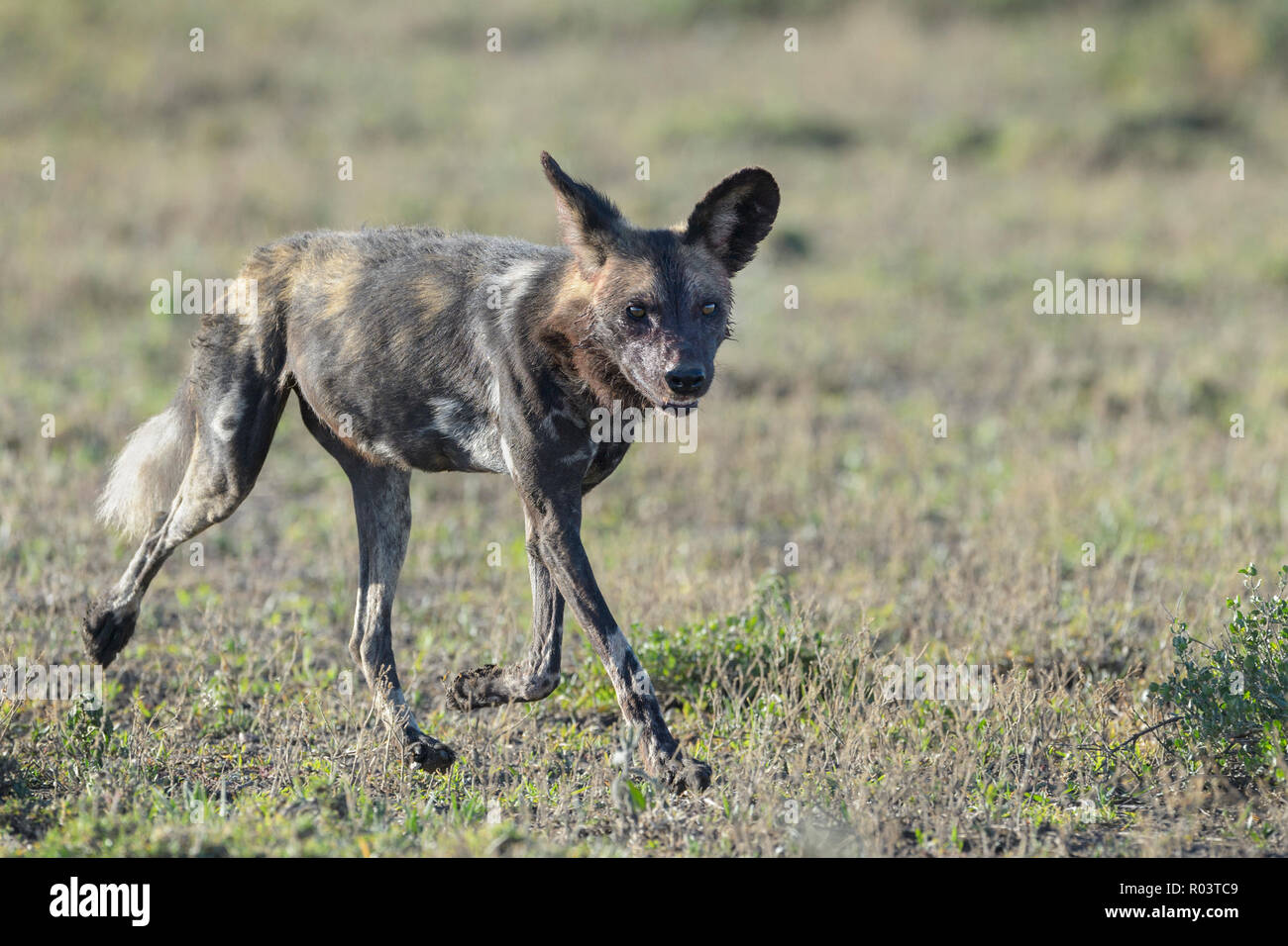 African Wild Dog (Lycaon pictus) walking on savanna, looking at camera ...