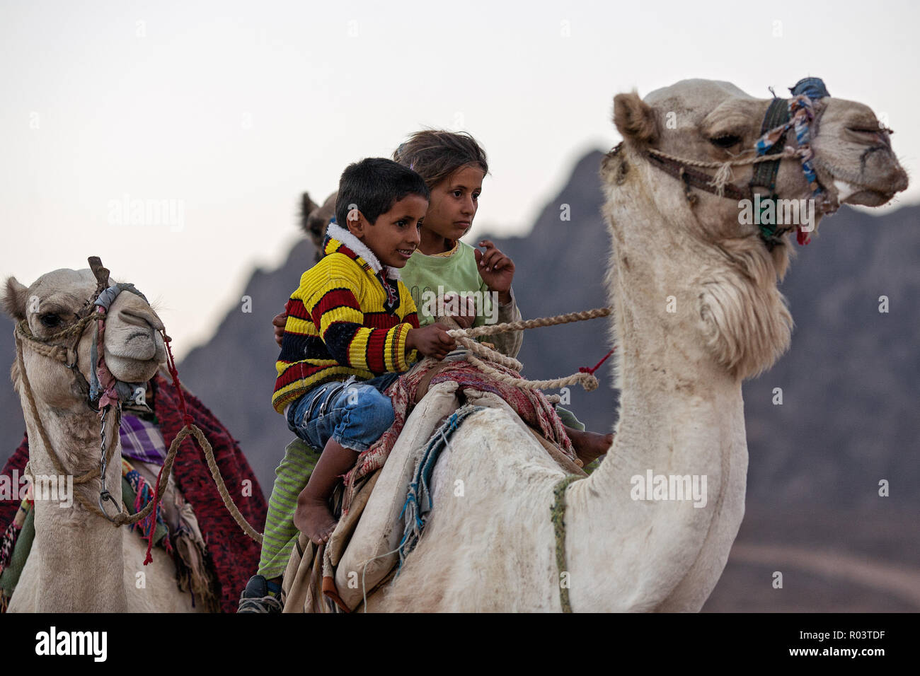Bedouin kids riding camel. Sharm el Sheikh. Egypt Stock Photo - Alamy
