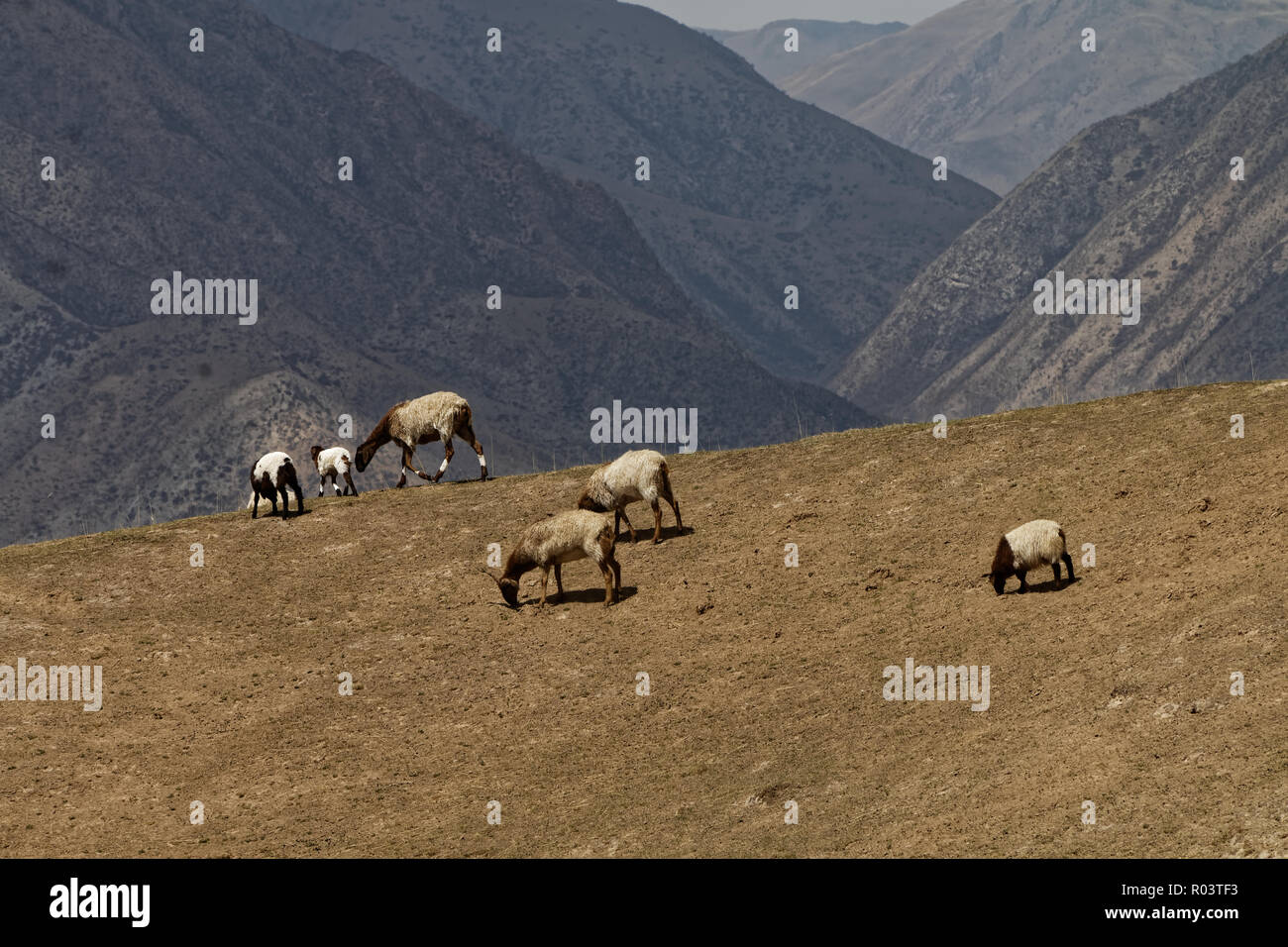 Gansu farming hi-res stock photography and images - Alamy