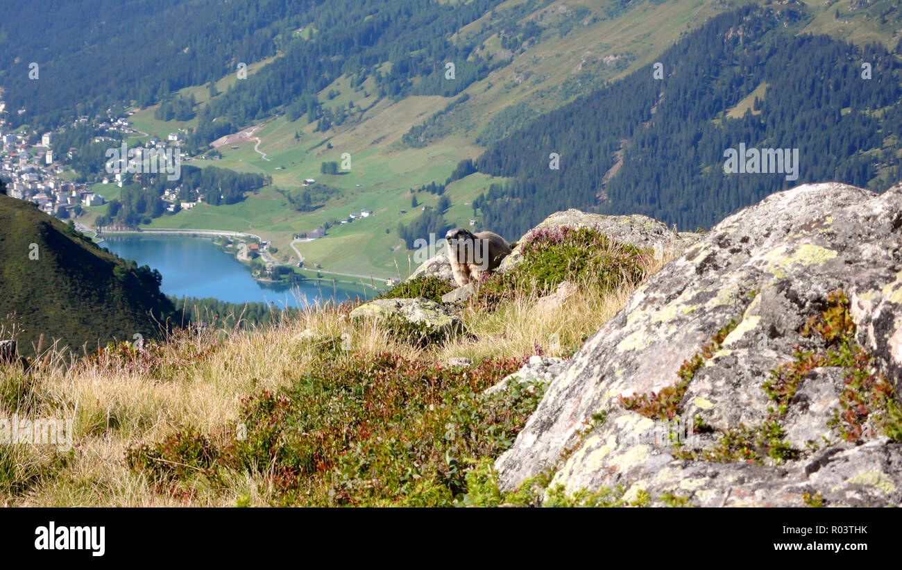 cute alpine marmot greets hikers outside of ist burrow in the Swiss ...