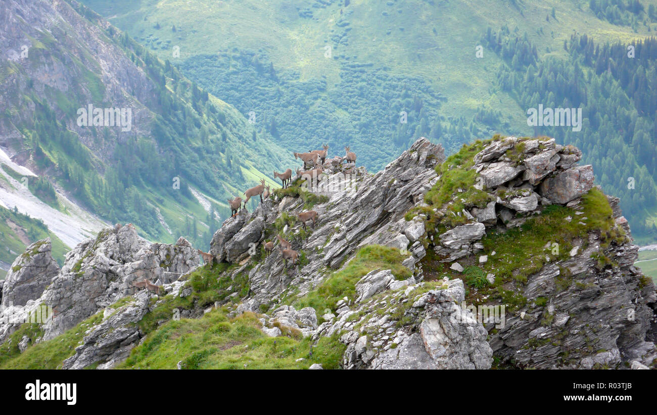 Goat herd swiss alps hi-res stock photography and images - Alamy