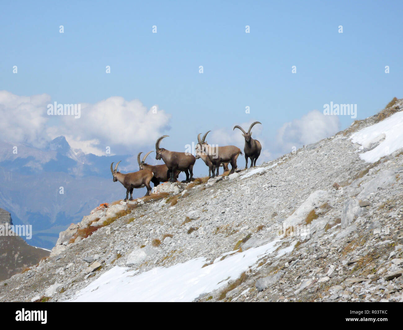 Swiss alps goat hi-res stock photography and images - Alamy