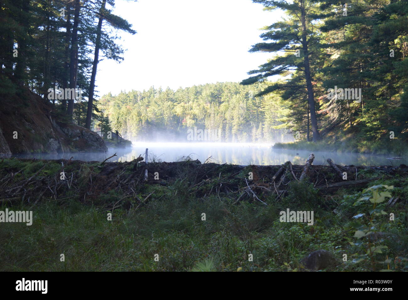 Beaver lodge river hi-res stock photography and images - Alamy