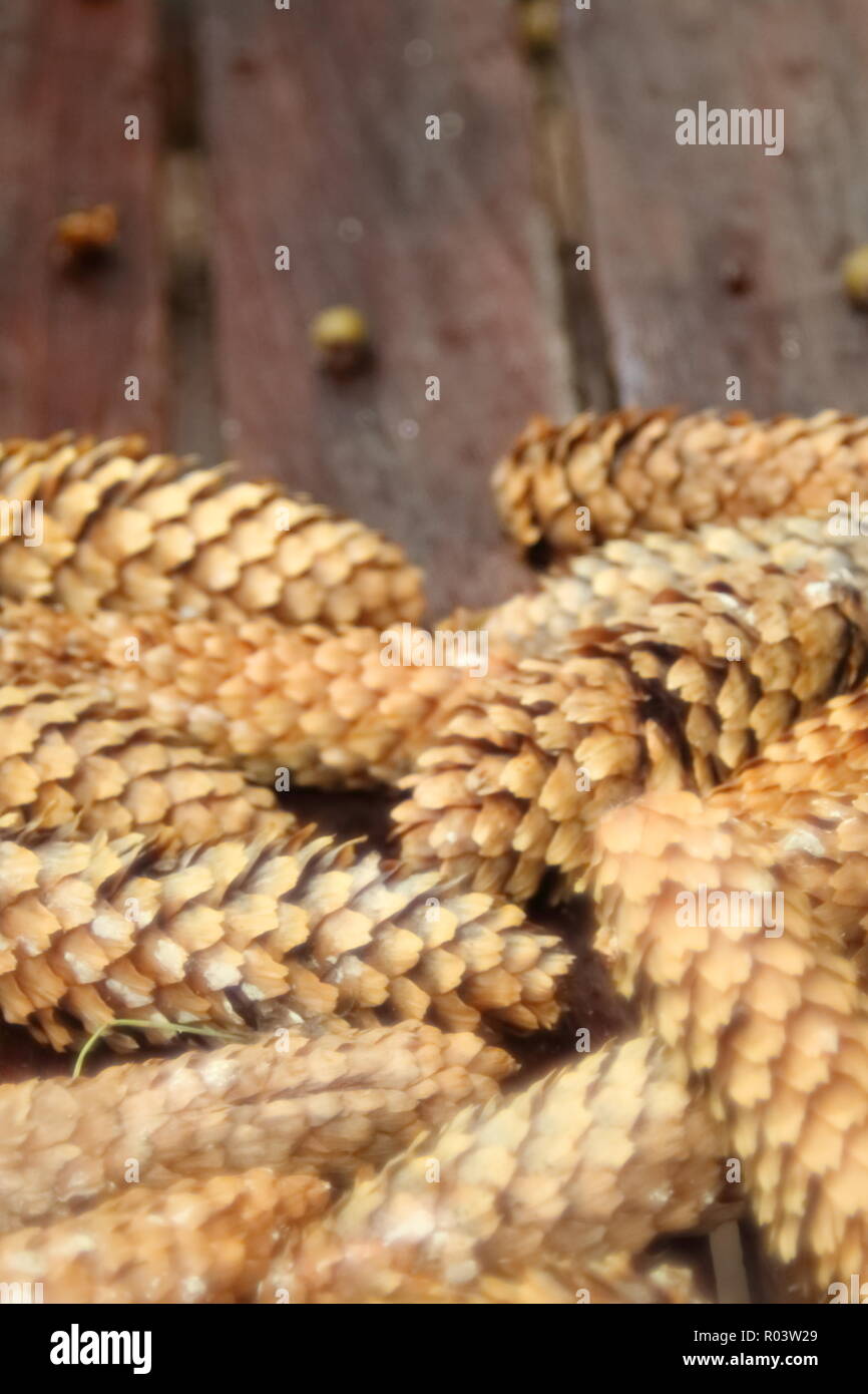 Pine cones on wooden bench up close Stock Photo - Alamy