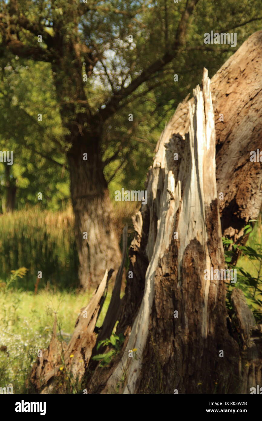 Lightning tree damage hi-res stock photography and images - Alamy
