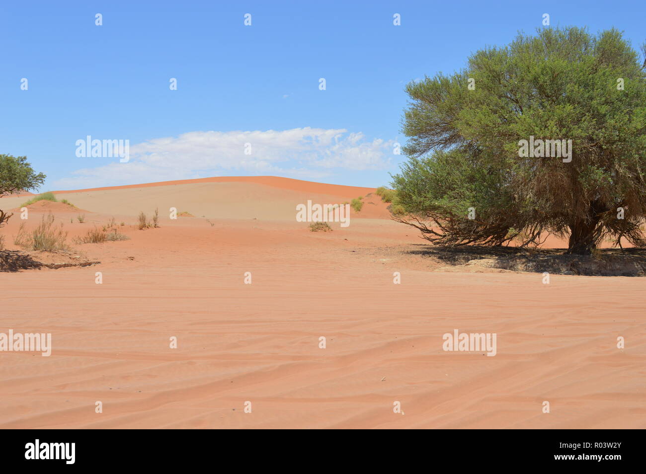 Desert view with tree Stock Photo - Alamy
