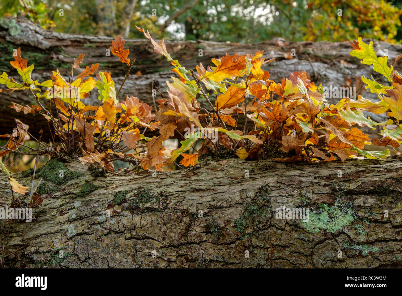 Oak Leaves on Horizontal Oak Tree Limb The New Forest Hampshire England ...