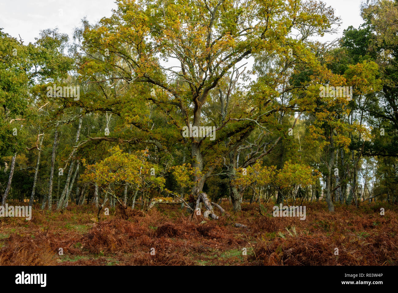 Oak Tree Denny Wood The New Forest Hampshire England UK Stock Photo - Alamy