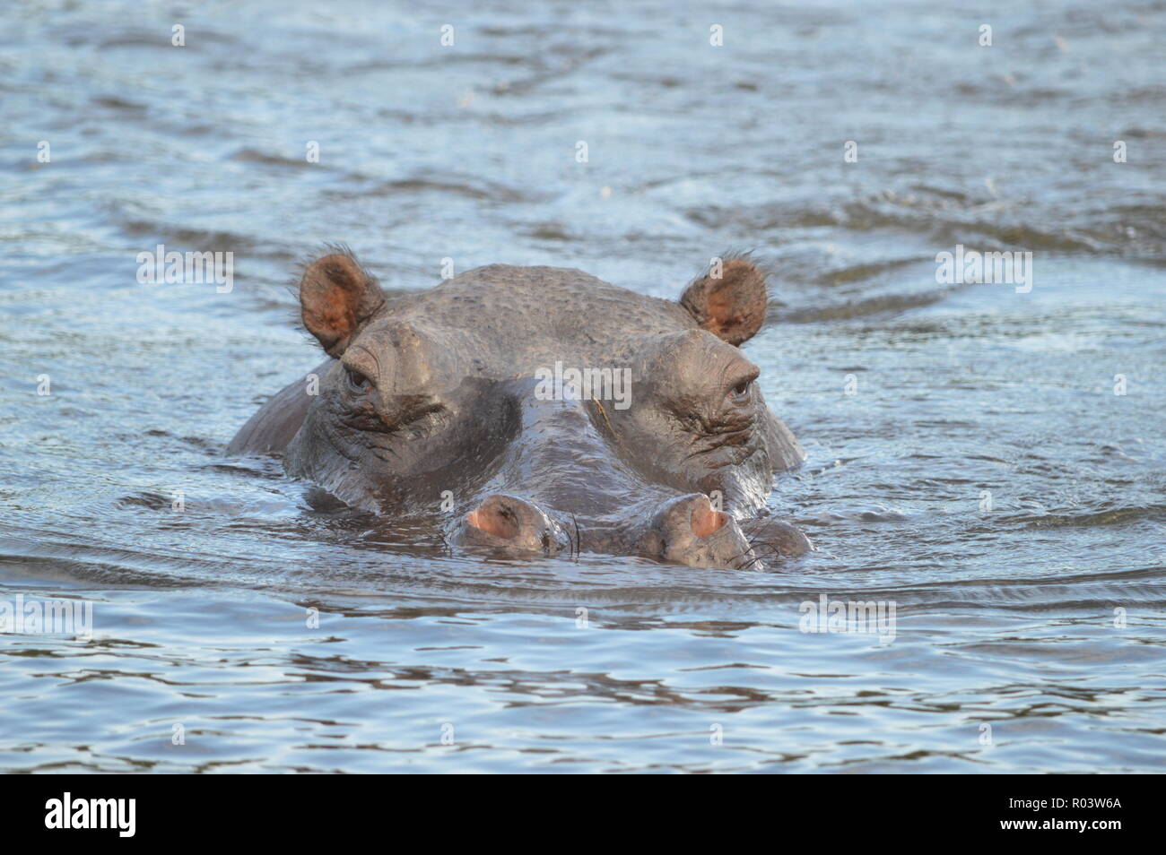 Hippo in river Stock Photo - Alamy