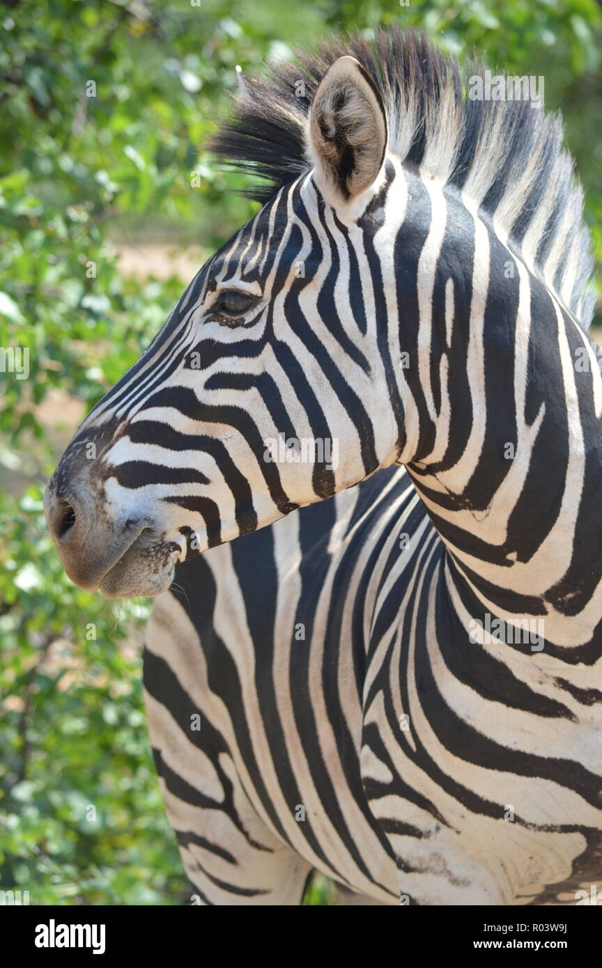 Zebra Close up Stock Photo - Alamy