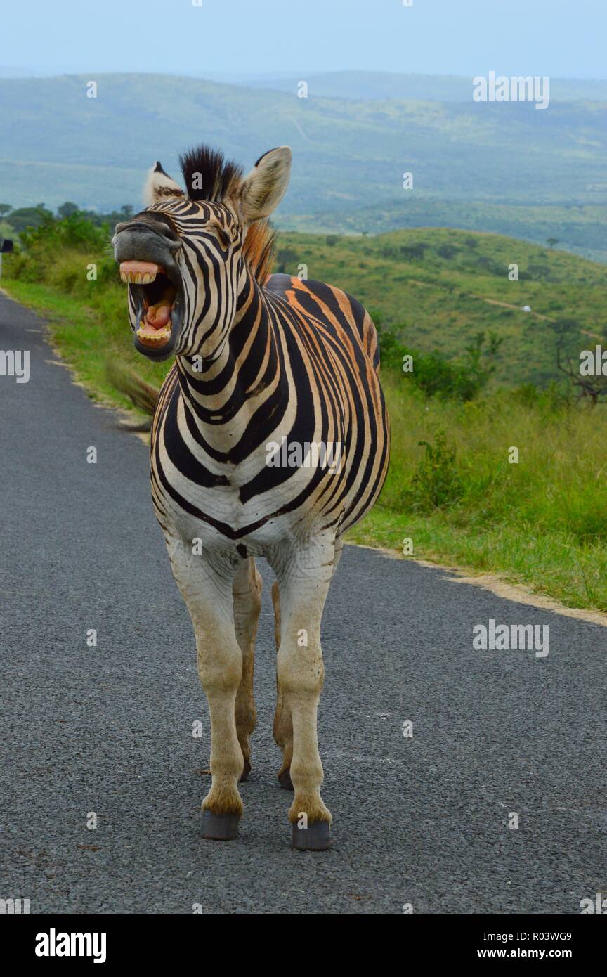 Wild animals africa hi-res stock photography and images - Alamy