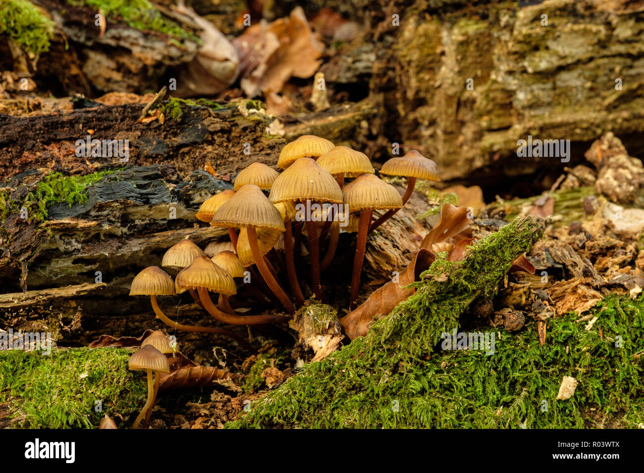 Mycena inclinata on rotting wood hi-res stock photography and images ...