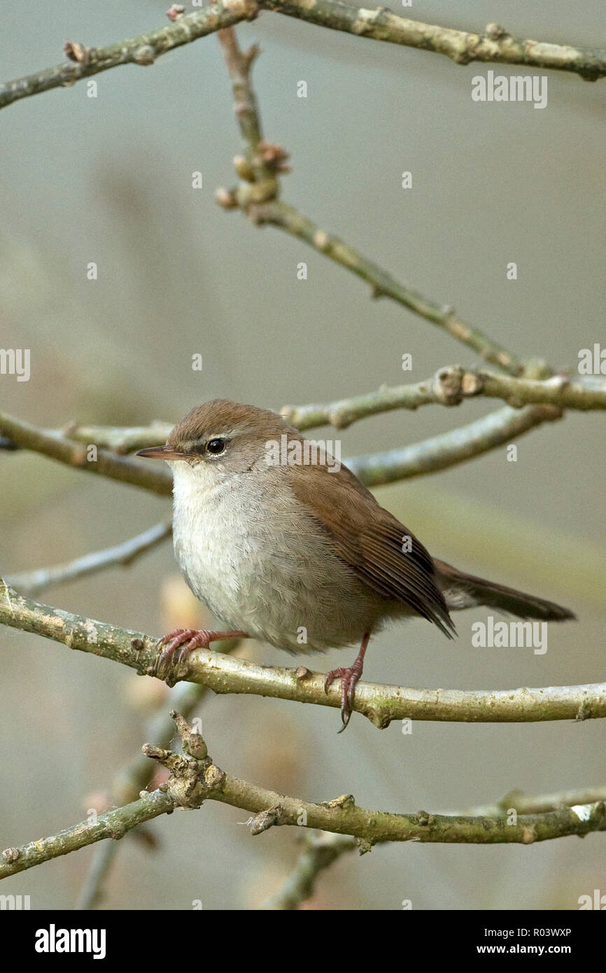 Cetti's Warbler (Cettia cetti Stock Photo - Alamy