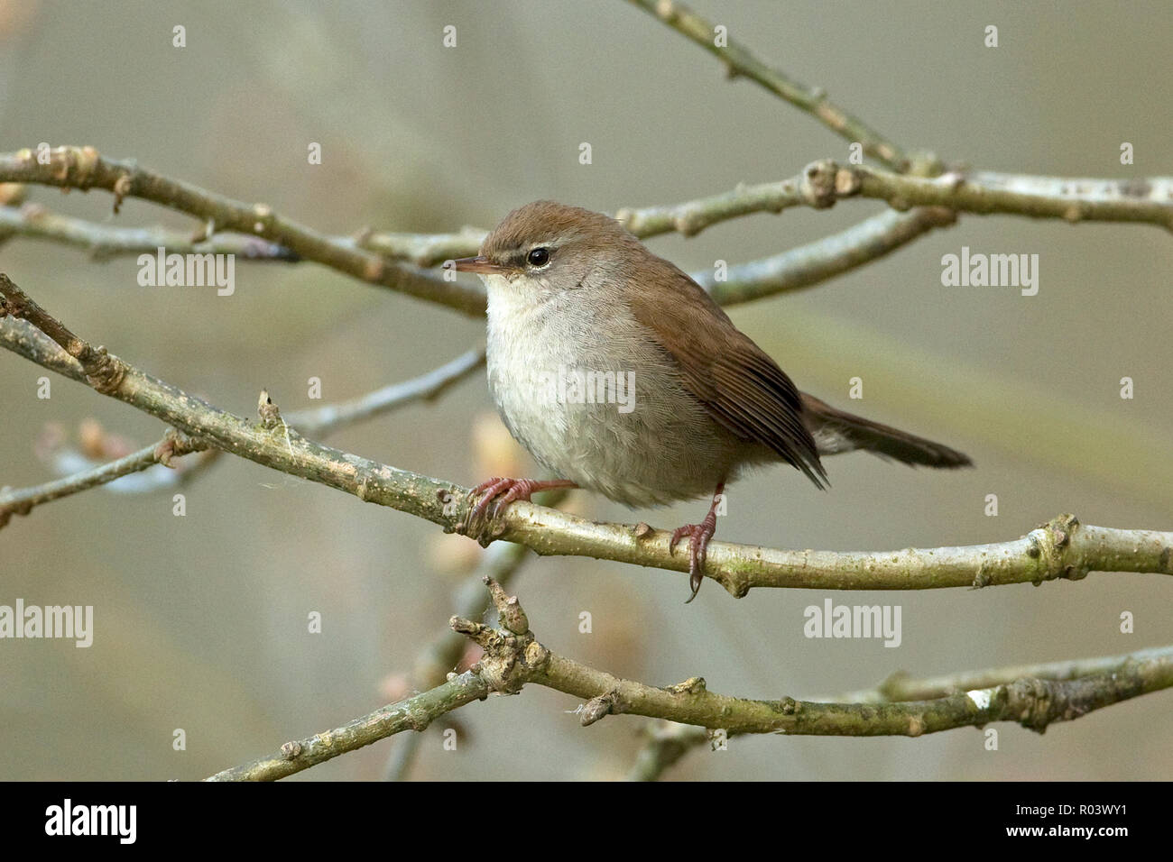 Cettis warbler hi-res stock photography and images - Alamy