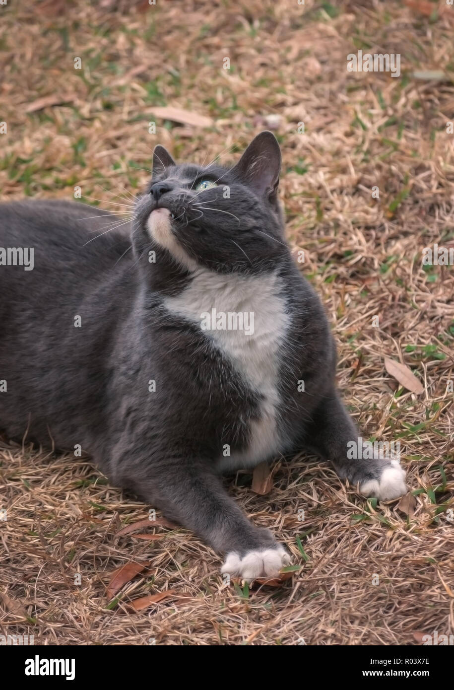 Fat grey cat hi-res stock photography and images - Alamy