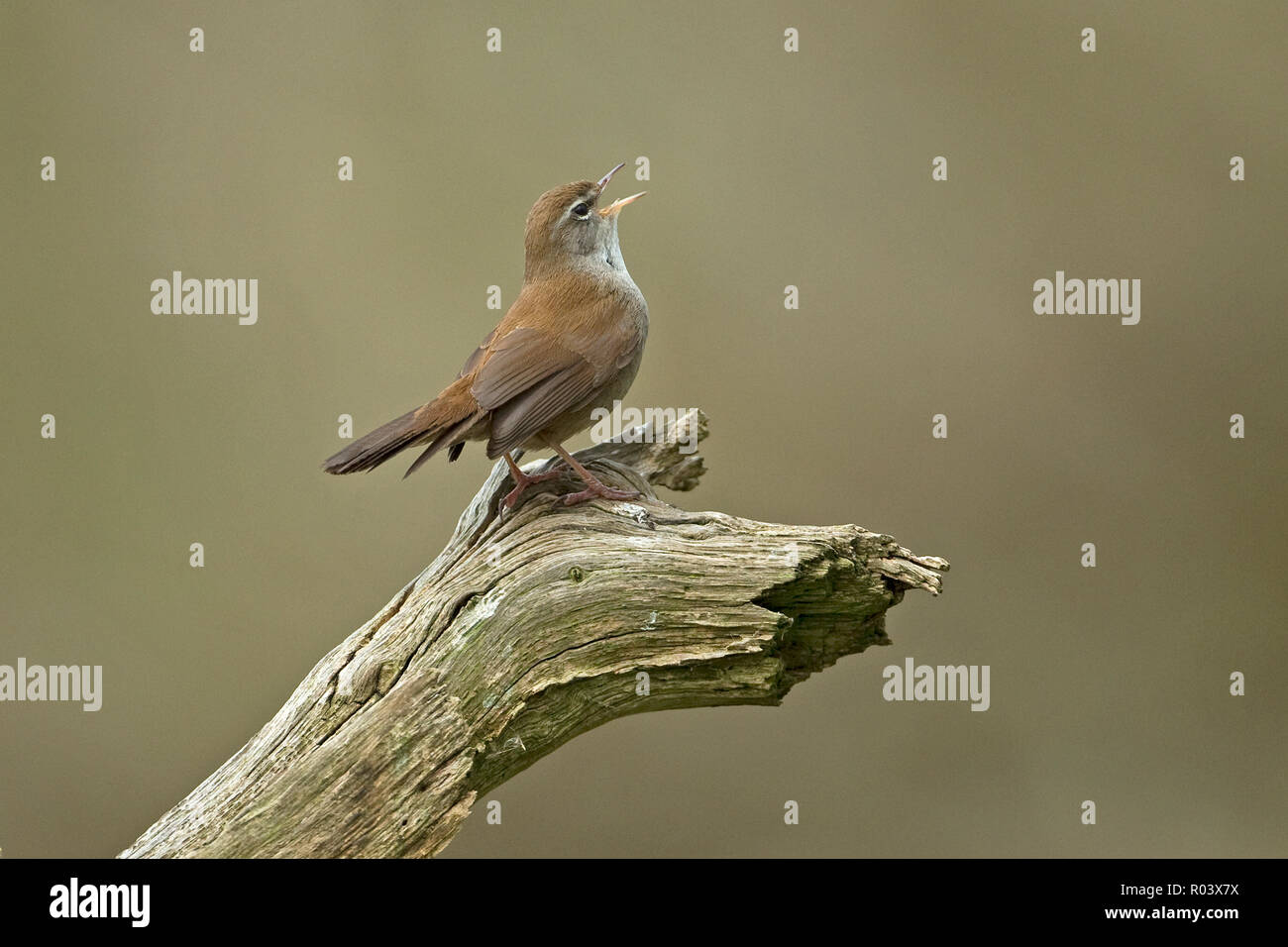 Cetti's warbler singing hi-res stock photography and images - Alamy