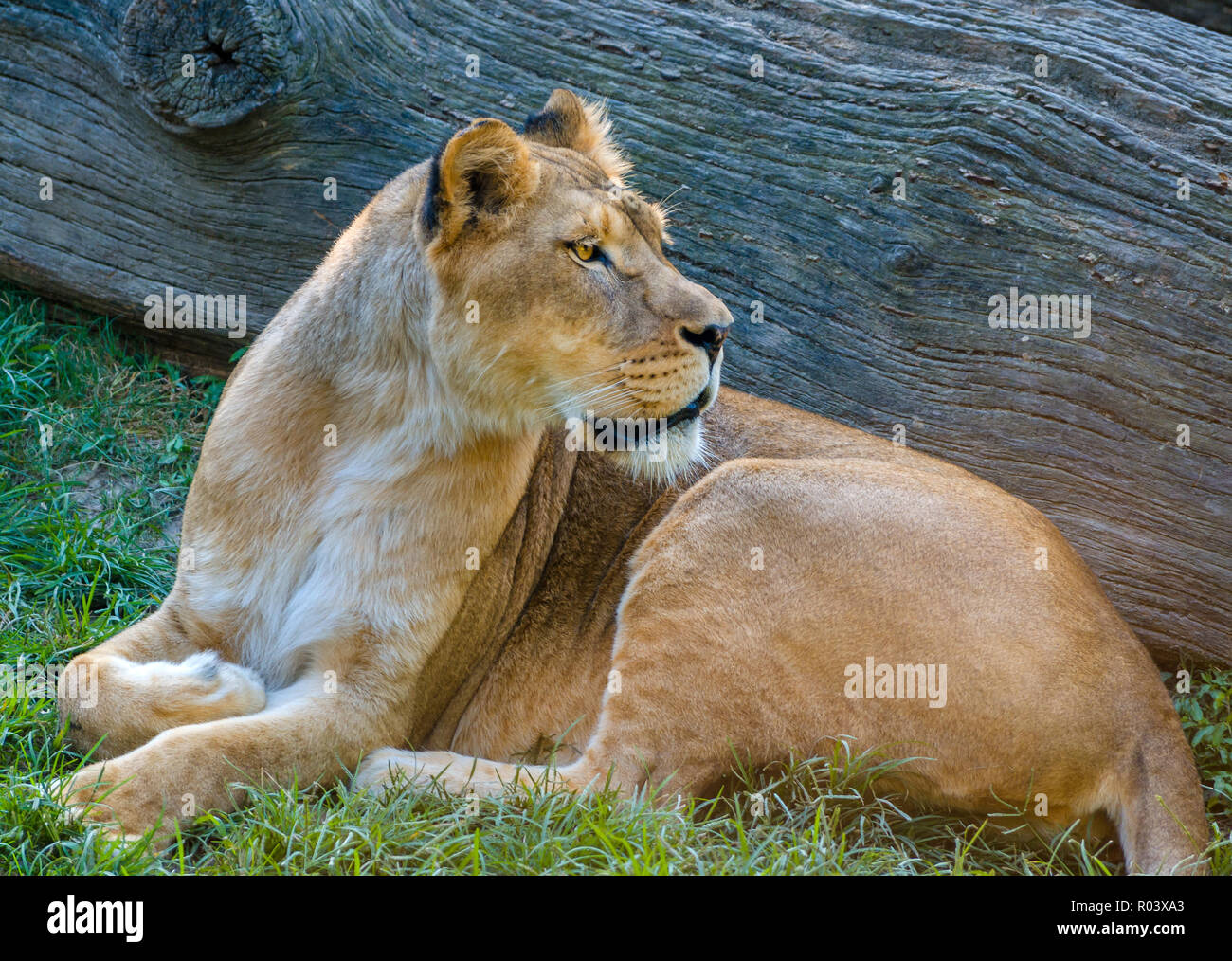 An African lioness (Panthera Leo), watches visitors at the Memphis Zoo ...