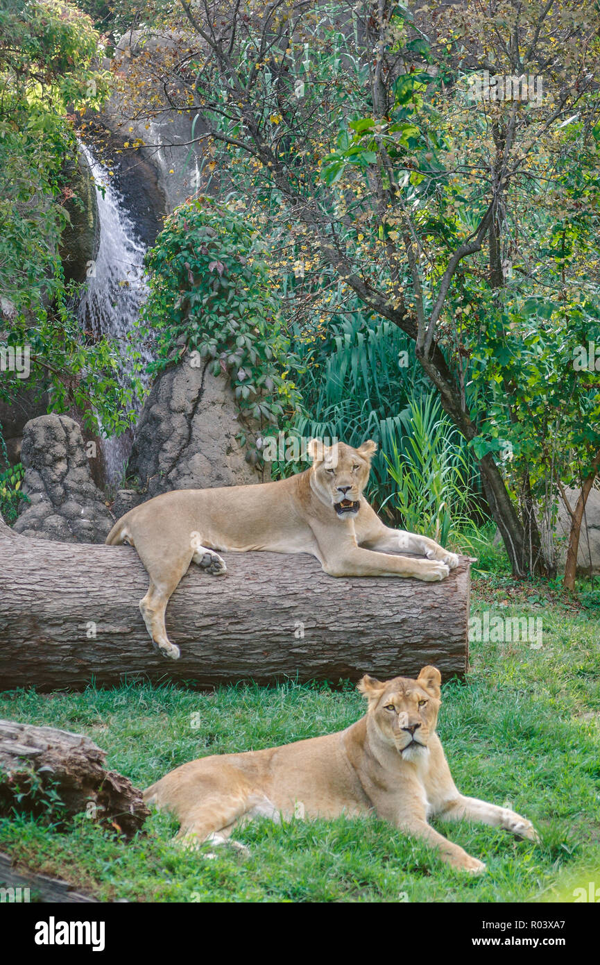 African lioness (Panthera Leo) sisters Akeela and Jamela lay together ...