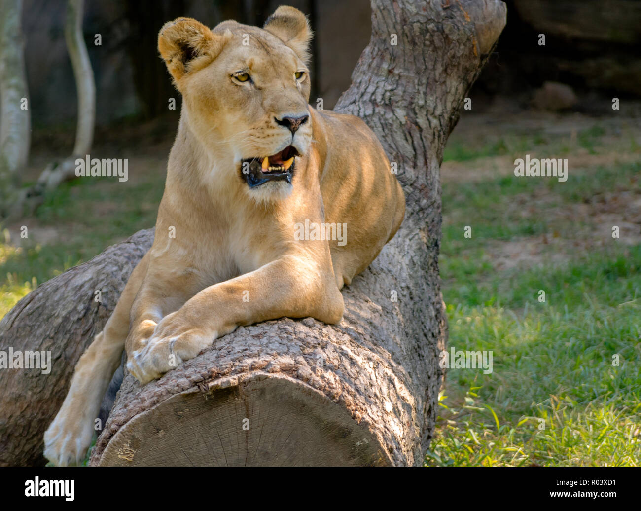 An African lioness (Panthera Leo) keeps an eye on tourists at the ...