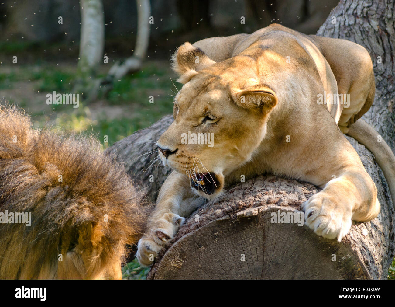 An African lioness (Panthera Leo) scratches a log and snarls as her ...
