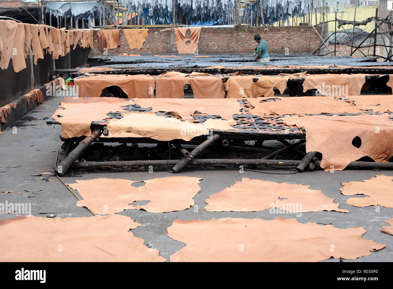 Dhaka, Bangladesh - April 04, 2016: Processed lather dries under the ...