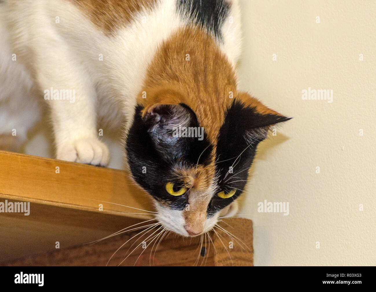 Calico cat jumping hi-res stock photography and images - Alamy