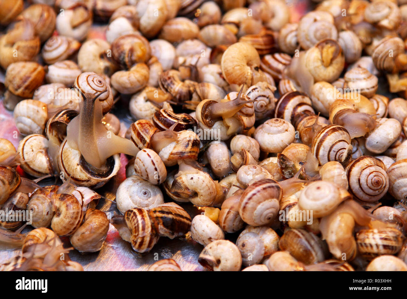 Small sea snails at market still alive Stock Photo - Alamy