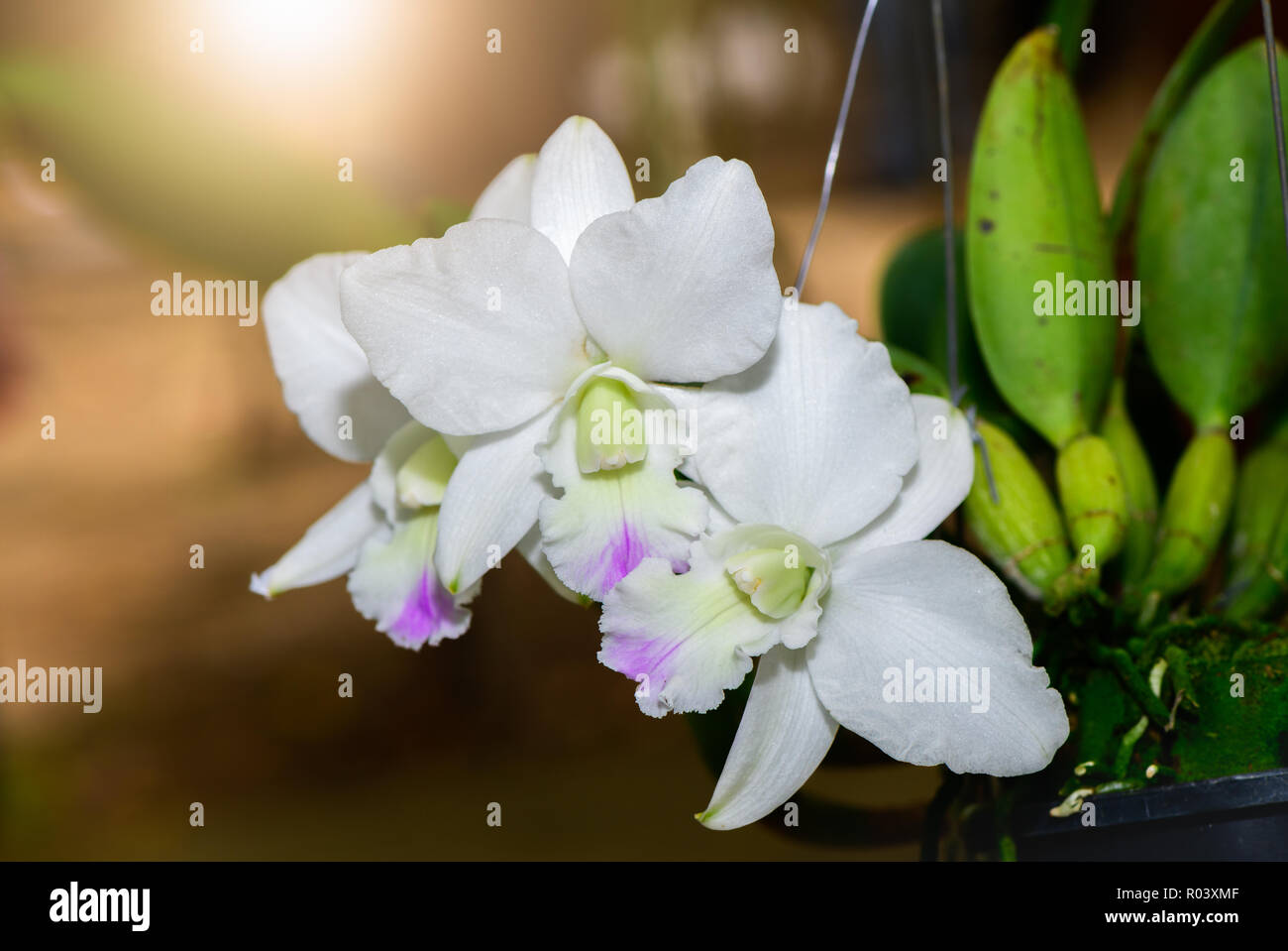 Hybrid white cattleya flower with sunlight, flower orchid in Thailand ...