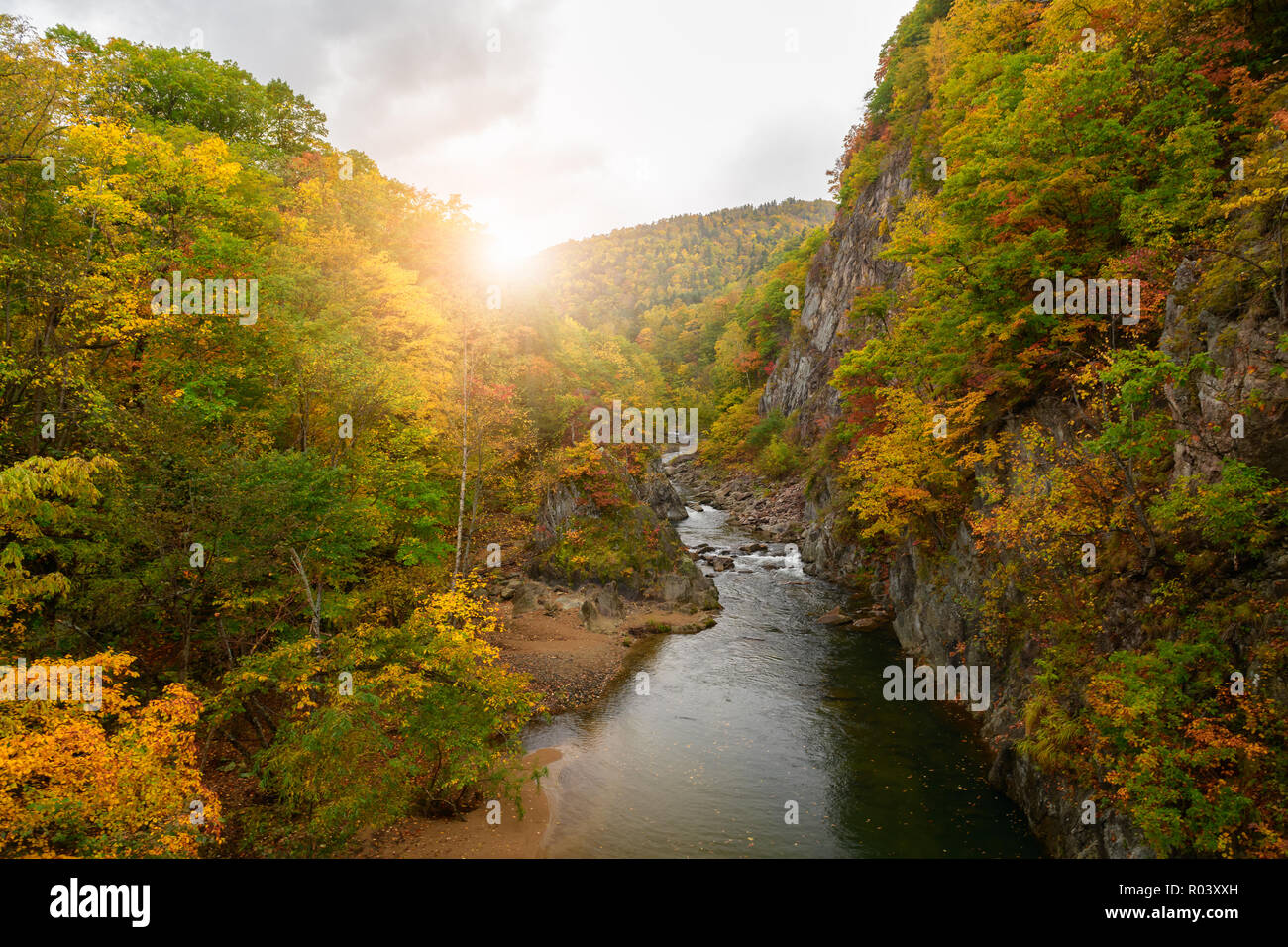 colourful forest on autumn season in Jozankei, The famous plase in ...