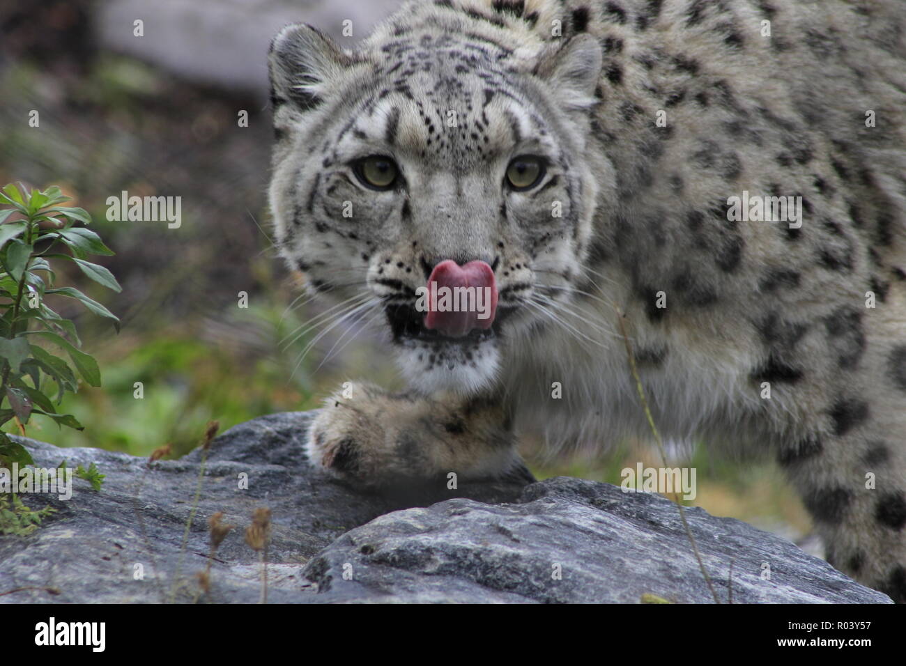 Leopard licking its lips hi-res stock photography and images - Alamy