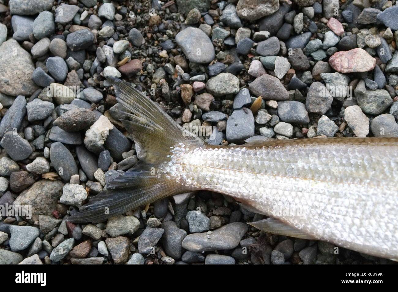 Vendace hi-res stock photography and images - Alamy