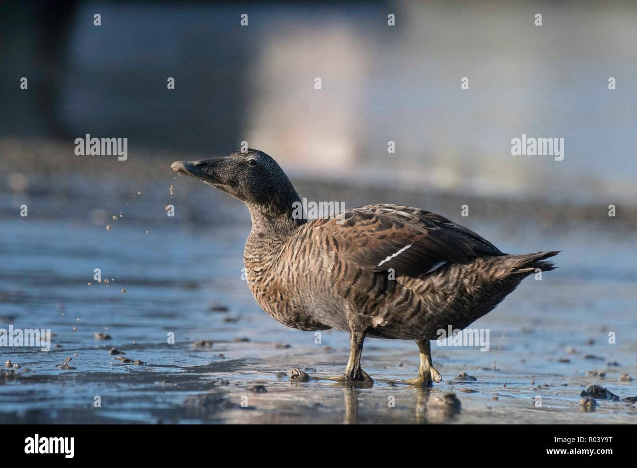 commo eider female, Somateria mollissima,, drinking freshwater from ...