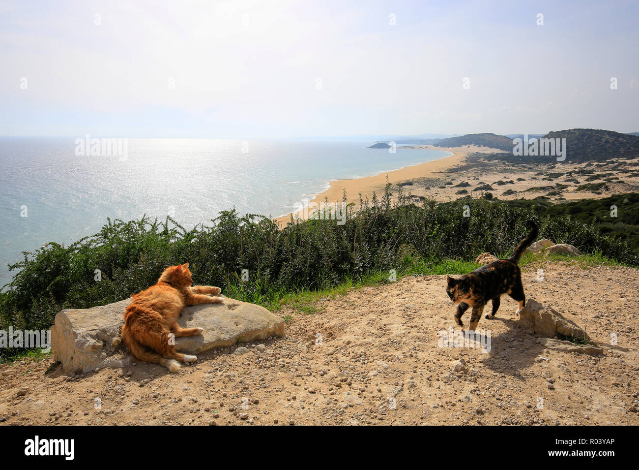 Cyprus peninsula dipkarpaz coast beach hi-res stock photography and ...