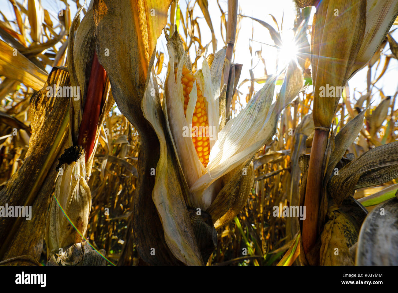 Maize field in hot summer, Germany Stock Photo - Alamy