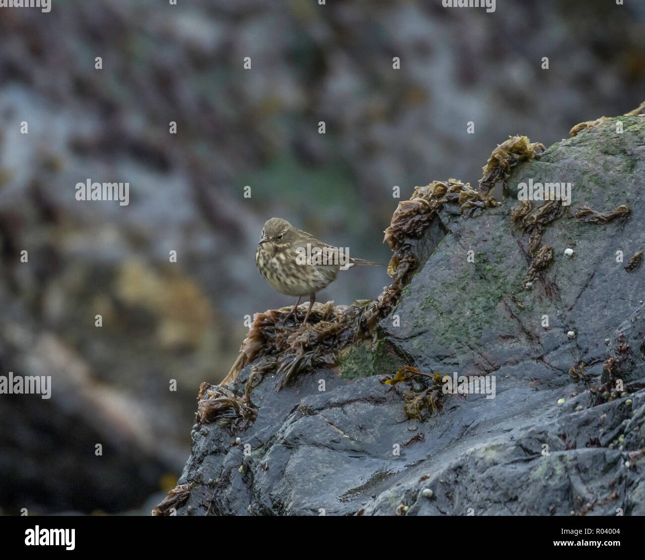 Rock pipits scotland hi-res stock photography and images - Alamy