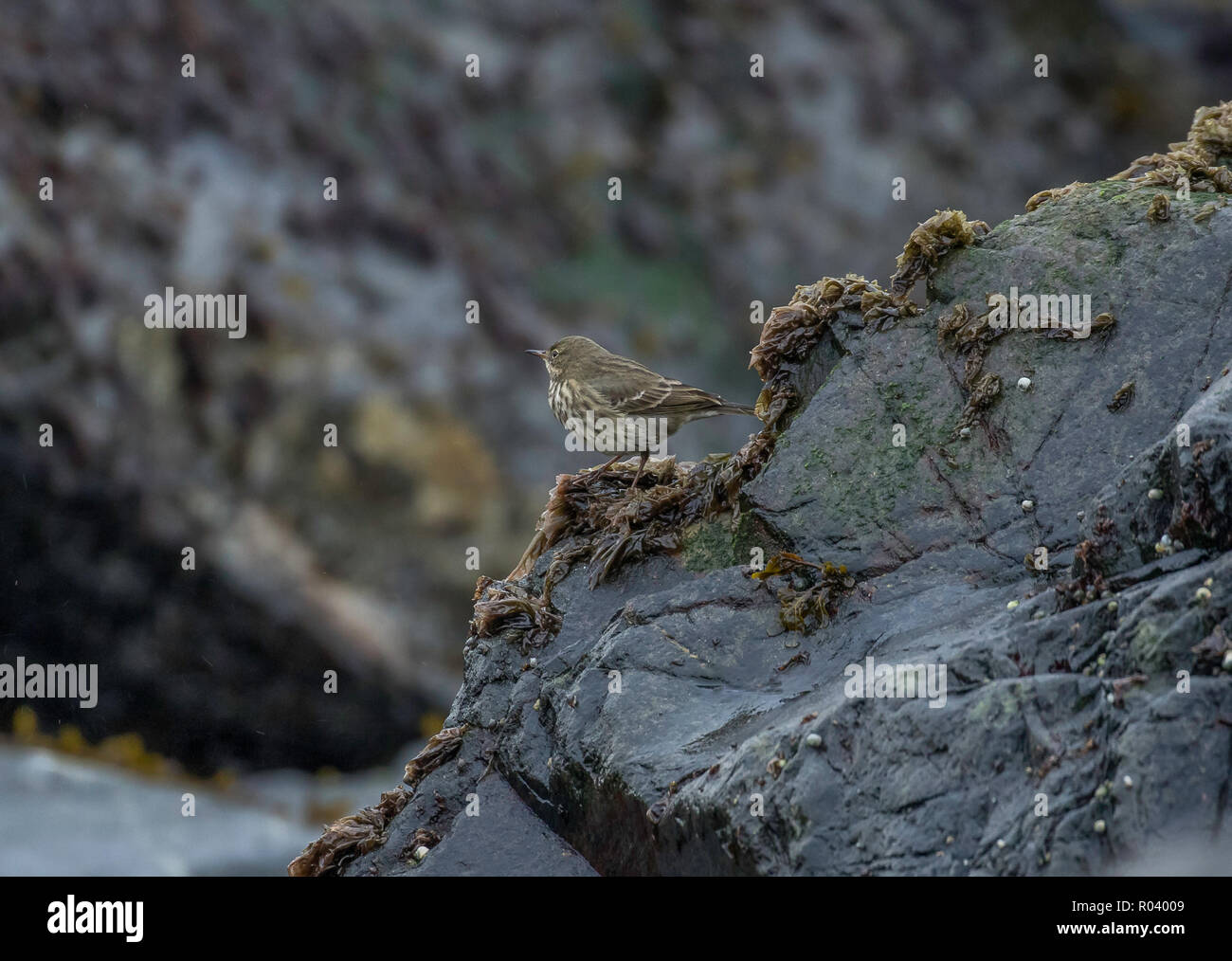 Rock pipits scotland hi-res stock photography and images - Alamy