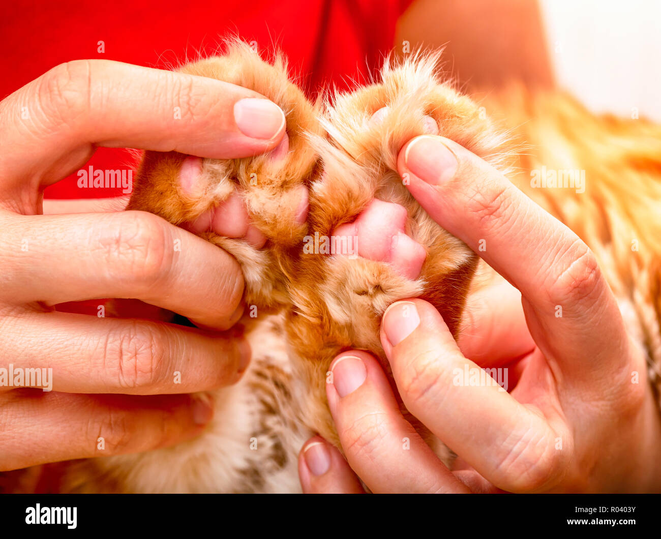 Maine Coon cat hind legs in woman hands Stock Photo - Alamy