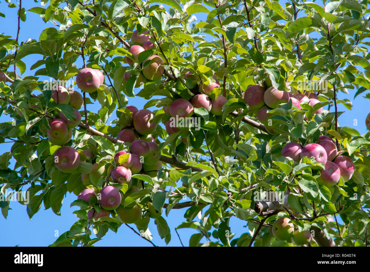 Organic fruit production hi-res stock photography and images - Alamy
