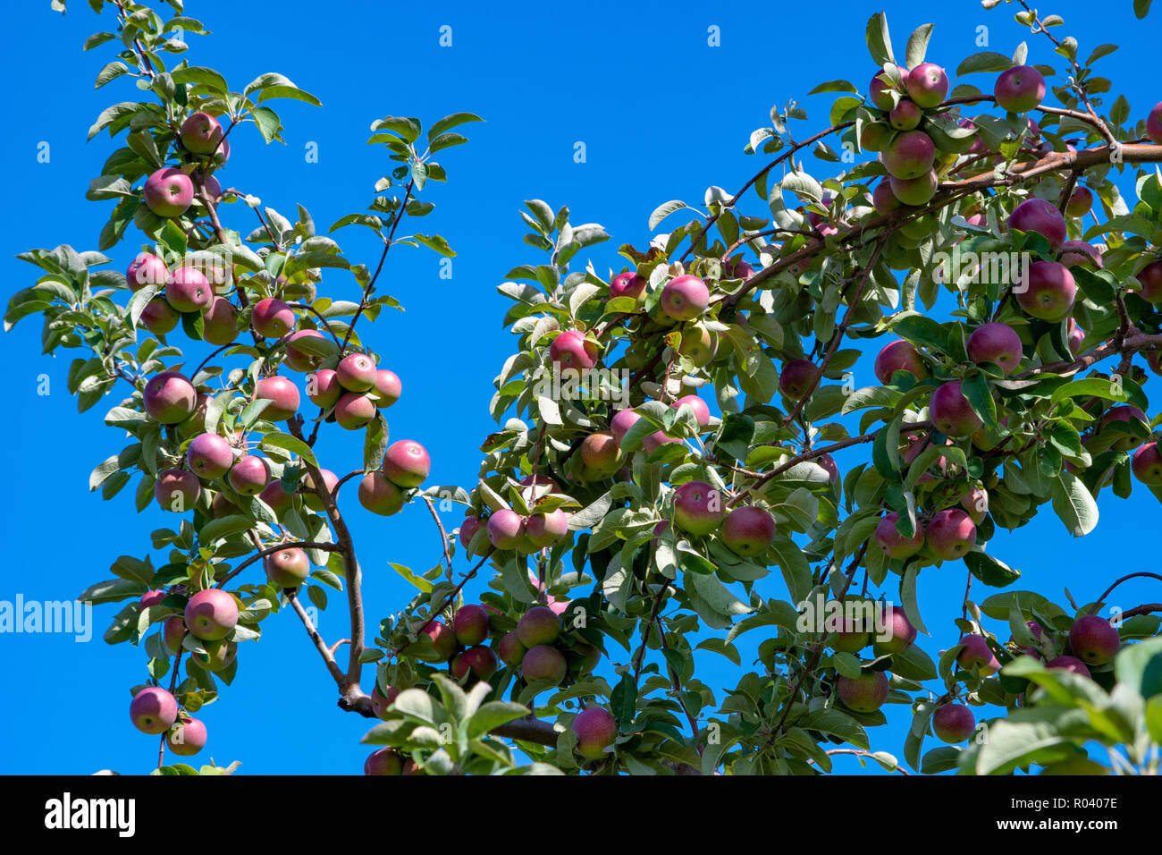 Organic apples close up in a tree in an apple orchard Stock Photo - Alamy