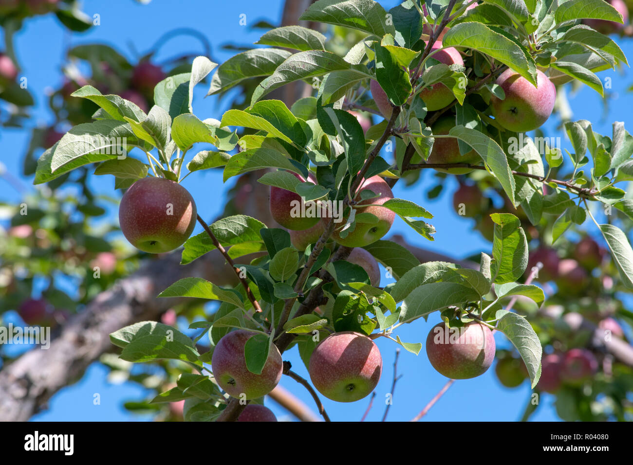 Organic apple production hi-res stock photography and images - Alamy