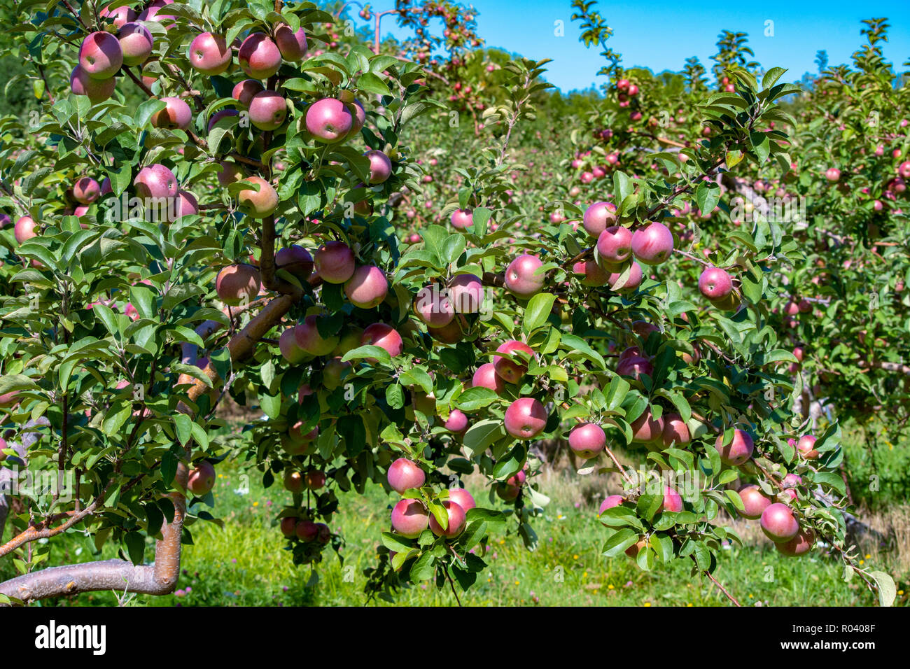 Organic apples close up in a tree in an apple orchard Stock Photo - Alamy