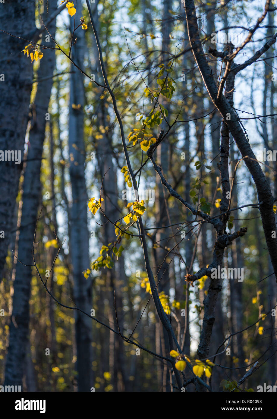 Pale spring sunset light filters through Riding Mountain National Park ...